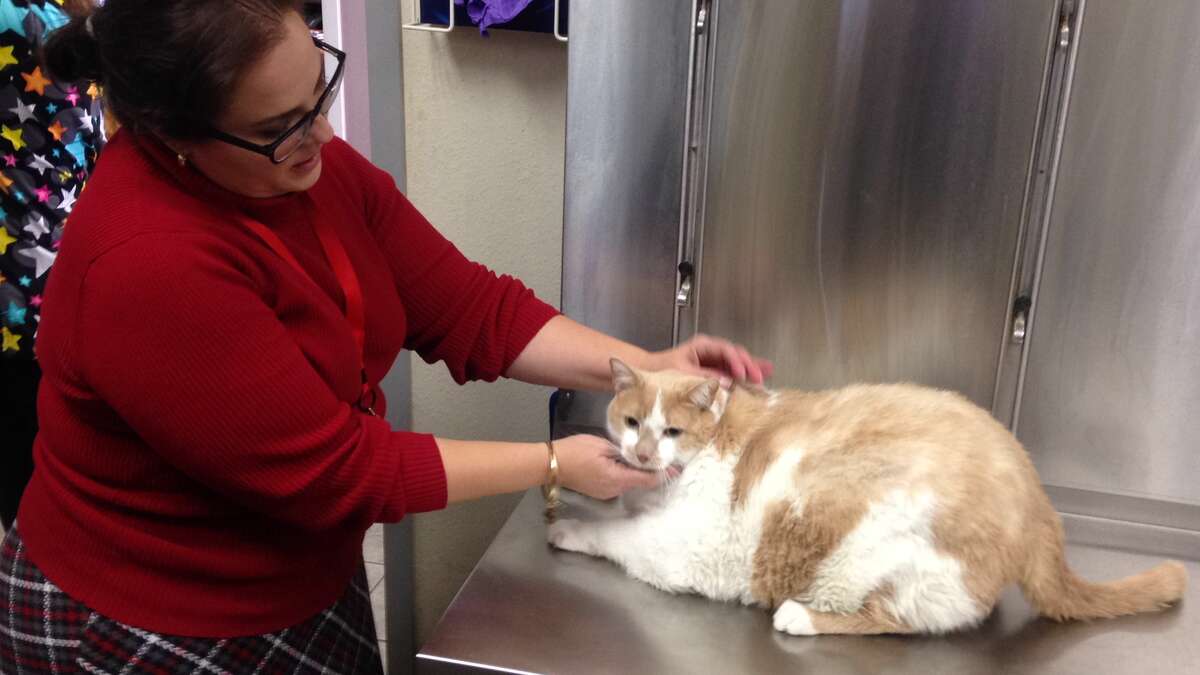 36 pound cat found in San Antonio will undergo weight loss program