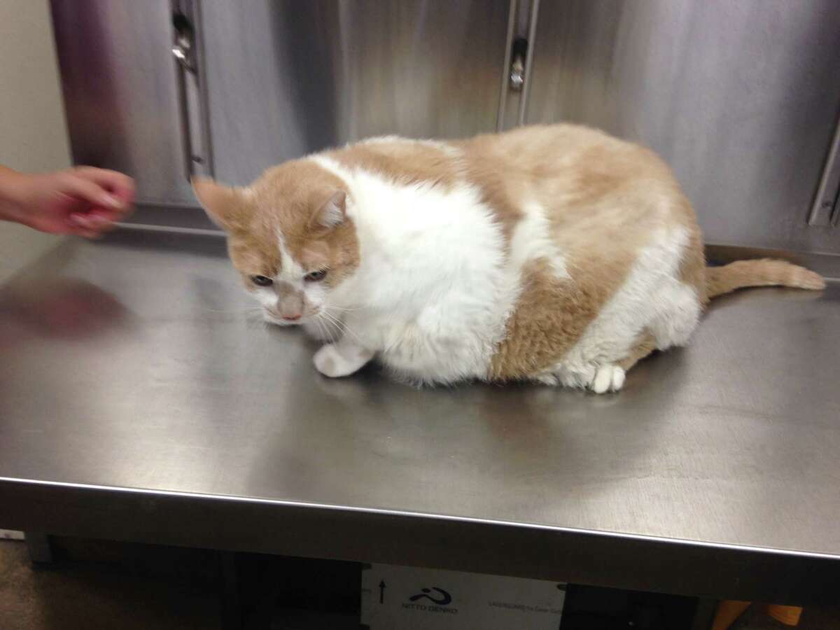 36 pound cat found in San Antonio will undergo weight loss program