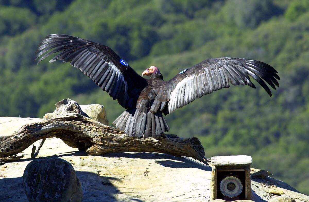 Video camera gives new perspective on life in condors' nest