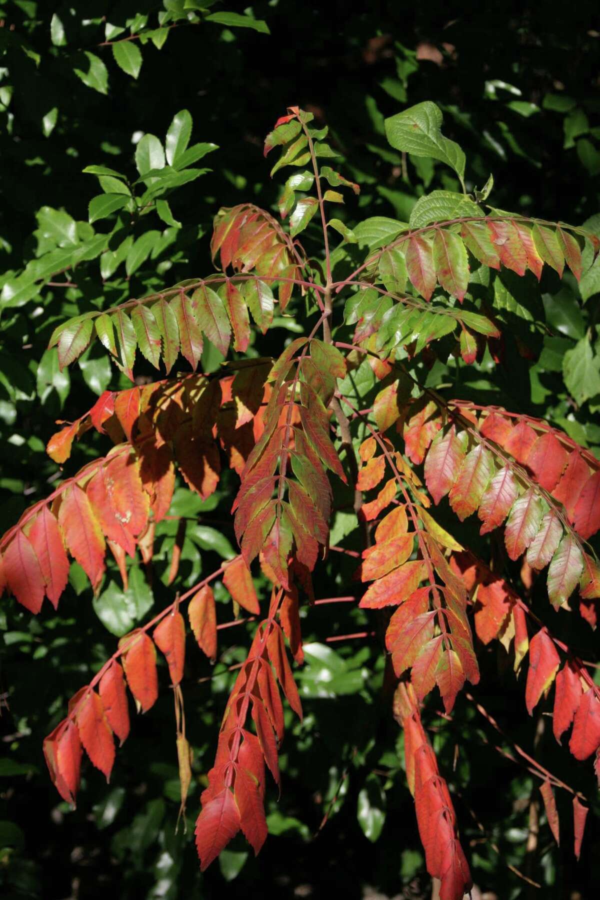 Native trees showing their fall colors