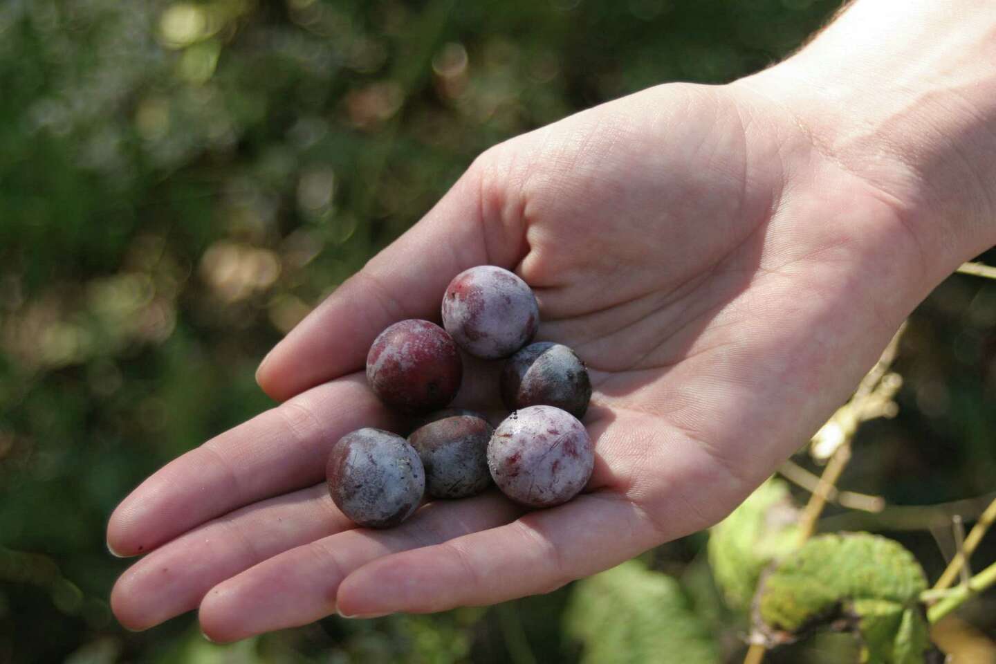 Native trees showing their fall colors