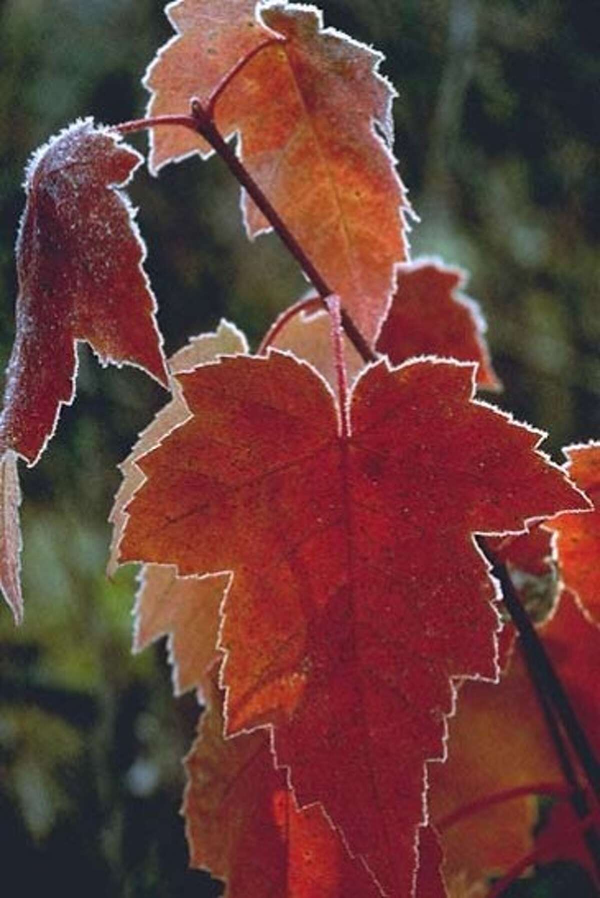 Native trees showing their fall colors