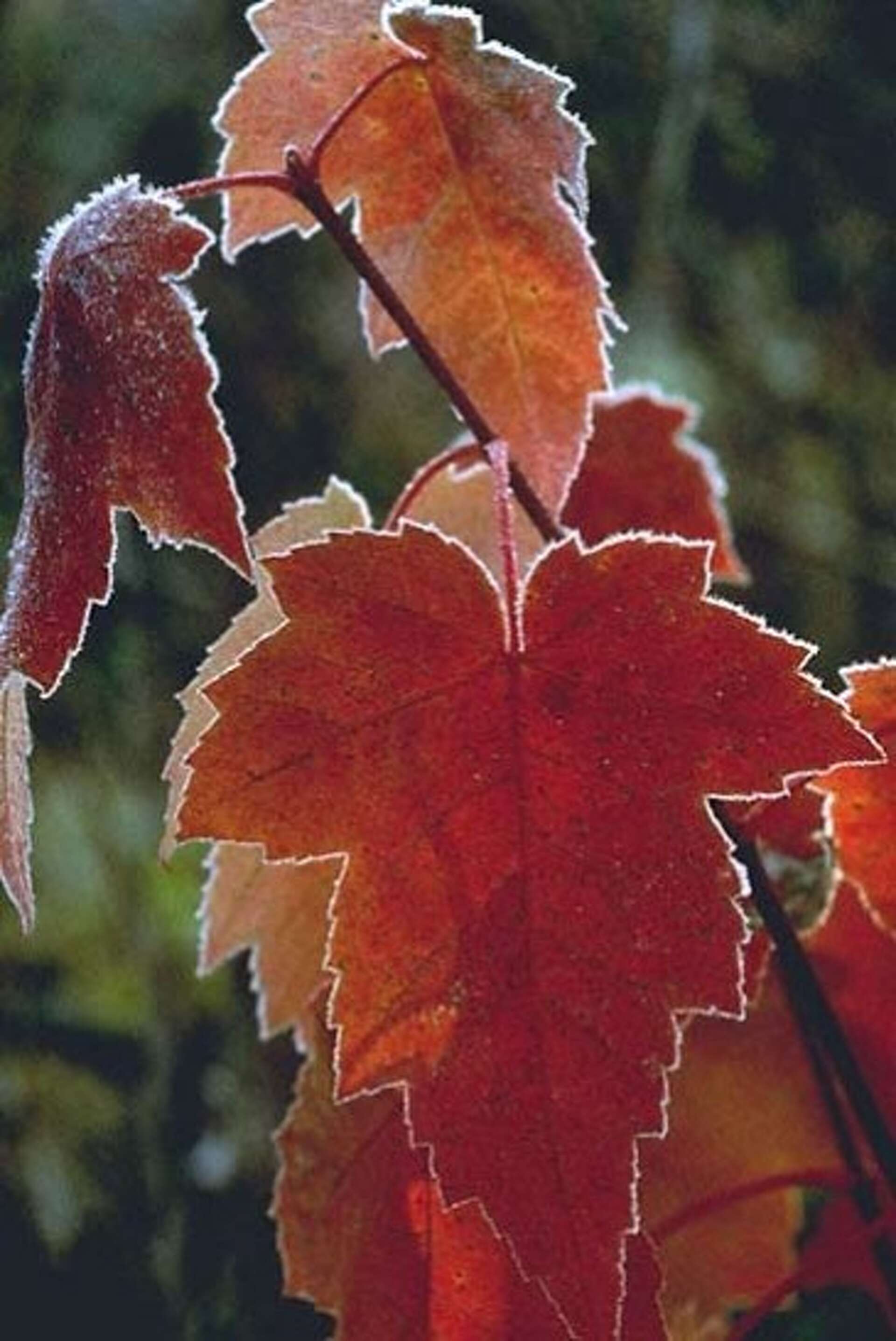 Native trees showing their fall colors