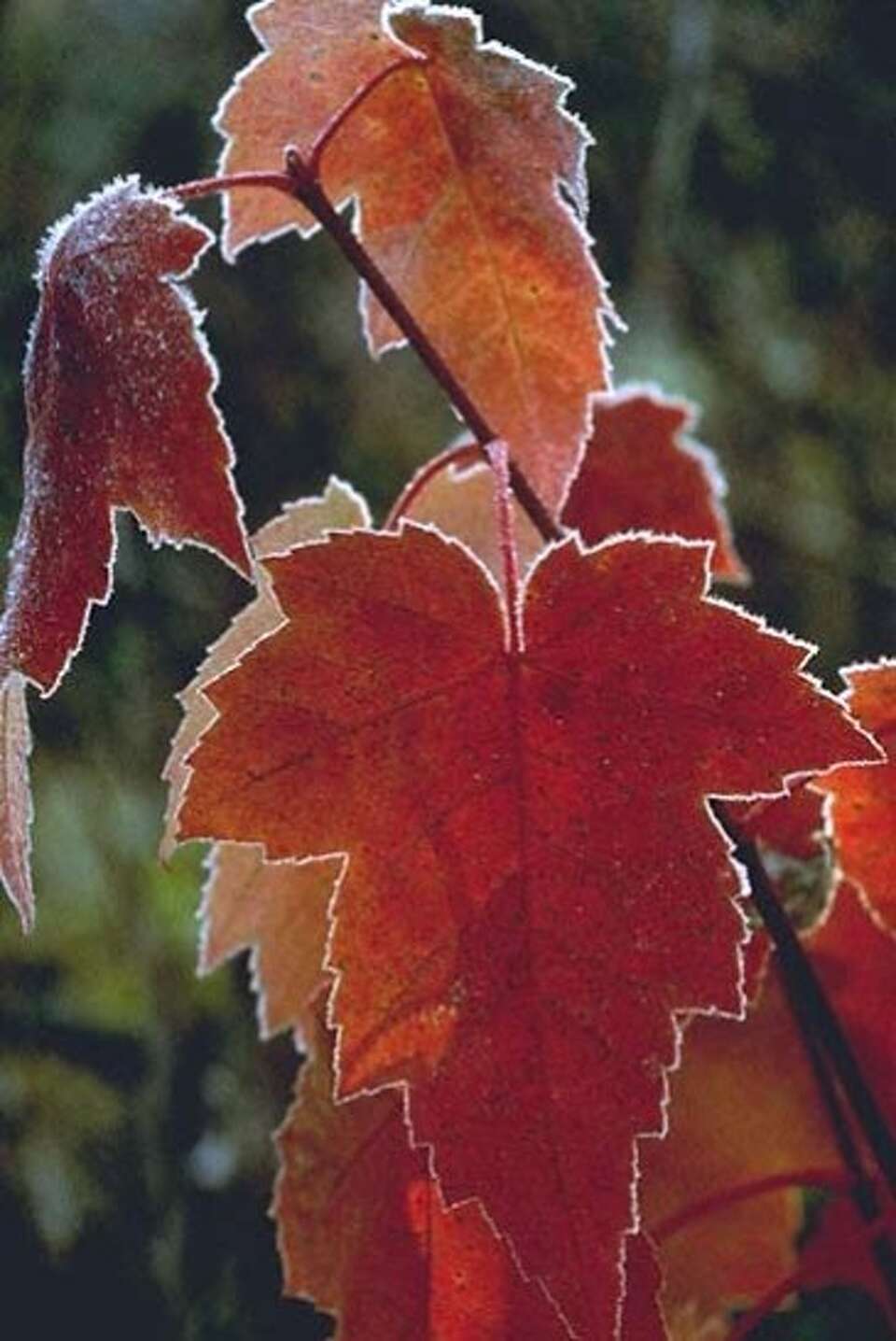 Native trees showing their fall colors