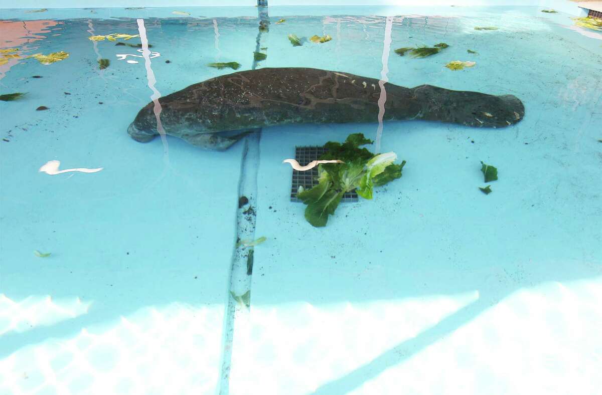 Rescued manatee slowly recovers at SeaWorld San Antonio
