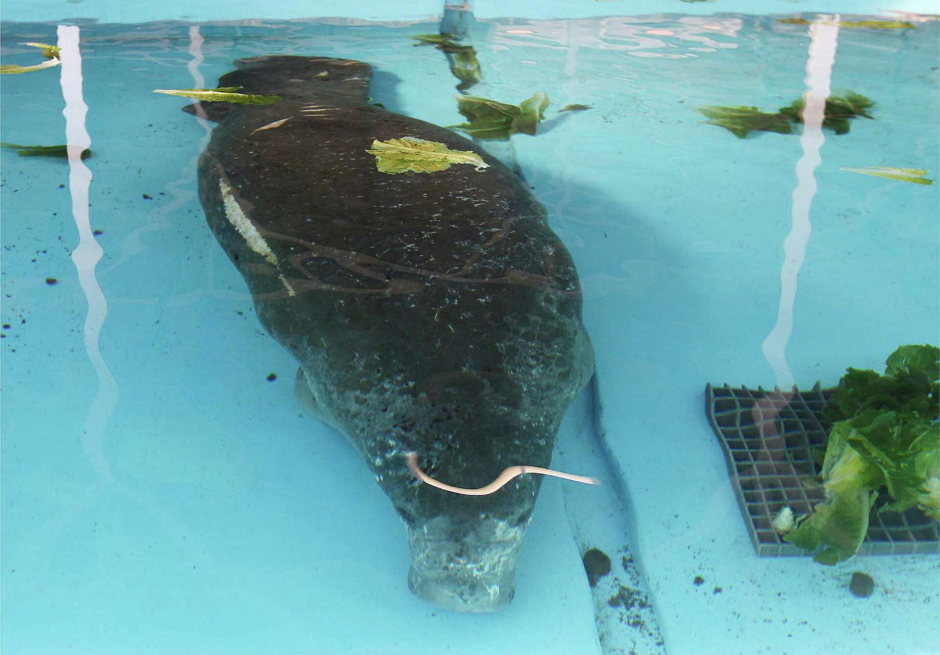 Rescued manatee at SeaWorld San Antonio headed to Florida