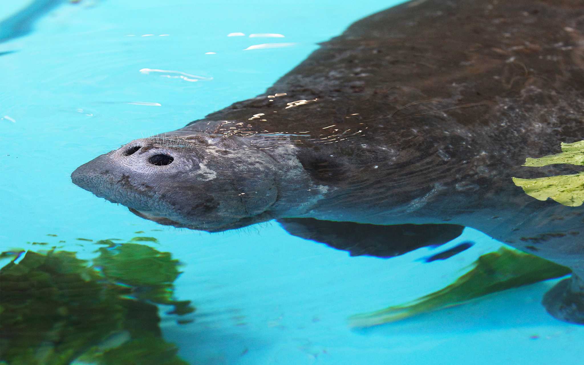Rescued manatee recovering at SeaWorld, along with 100 other animals