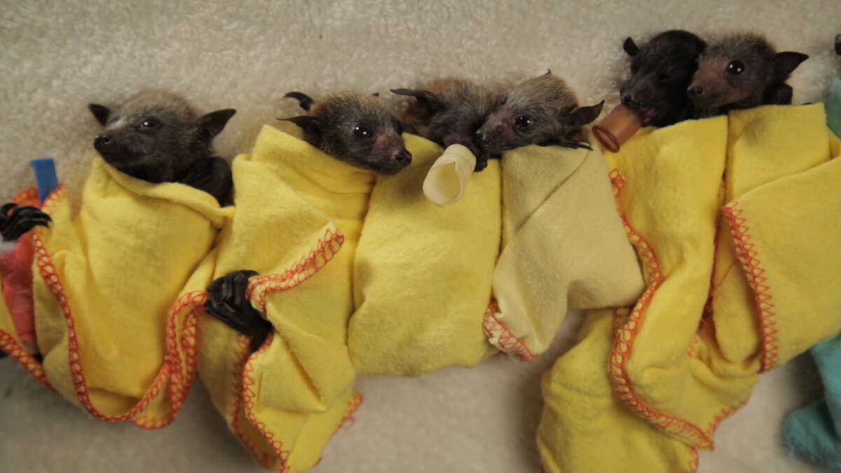 How to swaddle a baby bat like a burrito