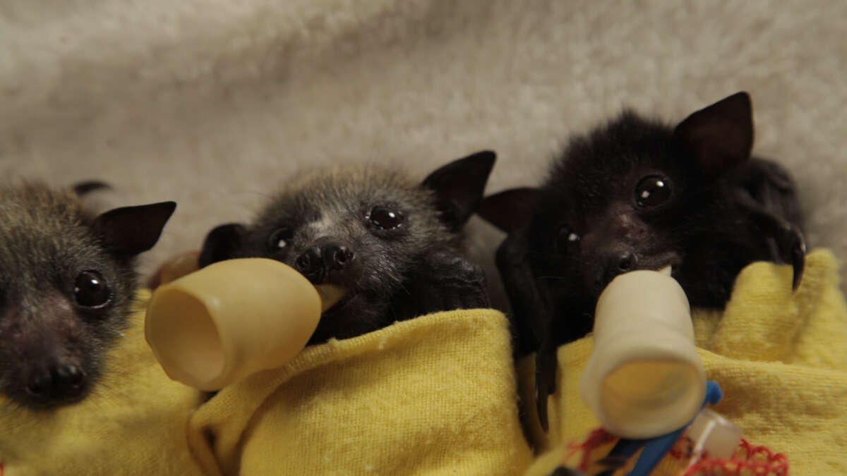 How to swaddle a baby bat like a burrito