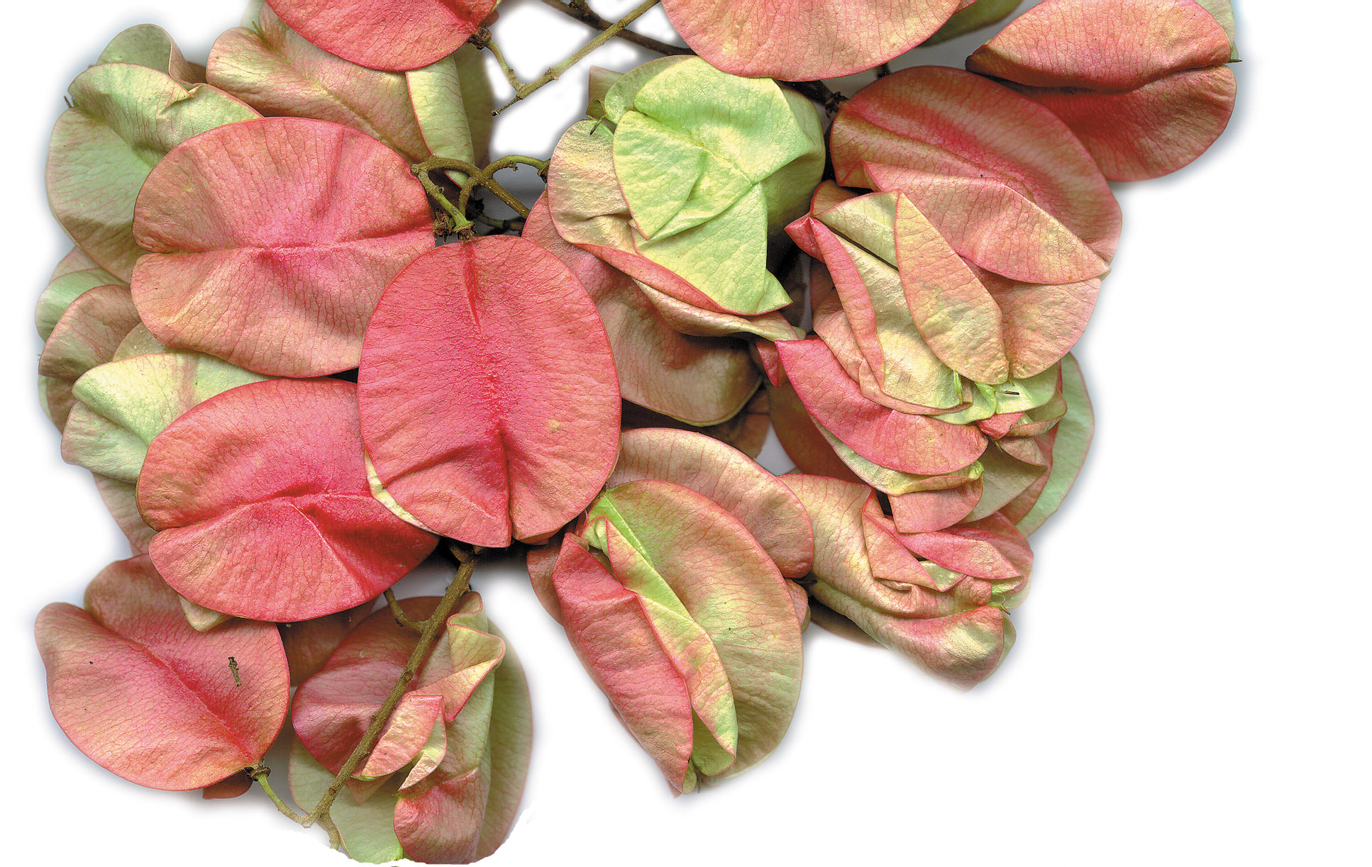 Golden Rain Tree Seed Pods