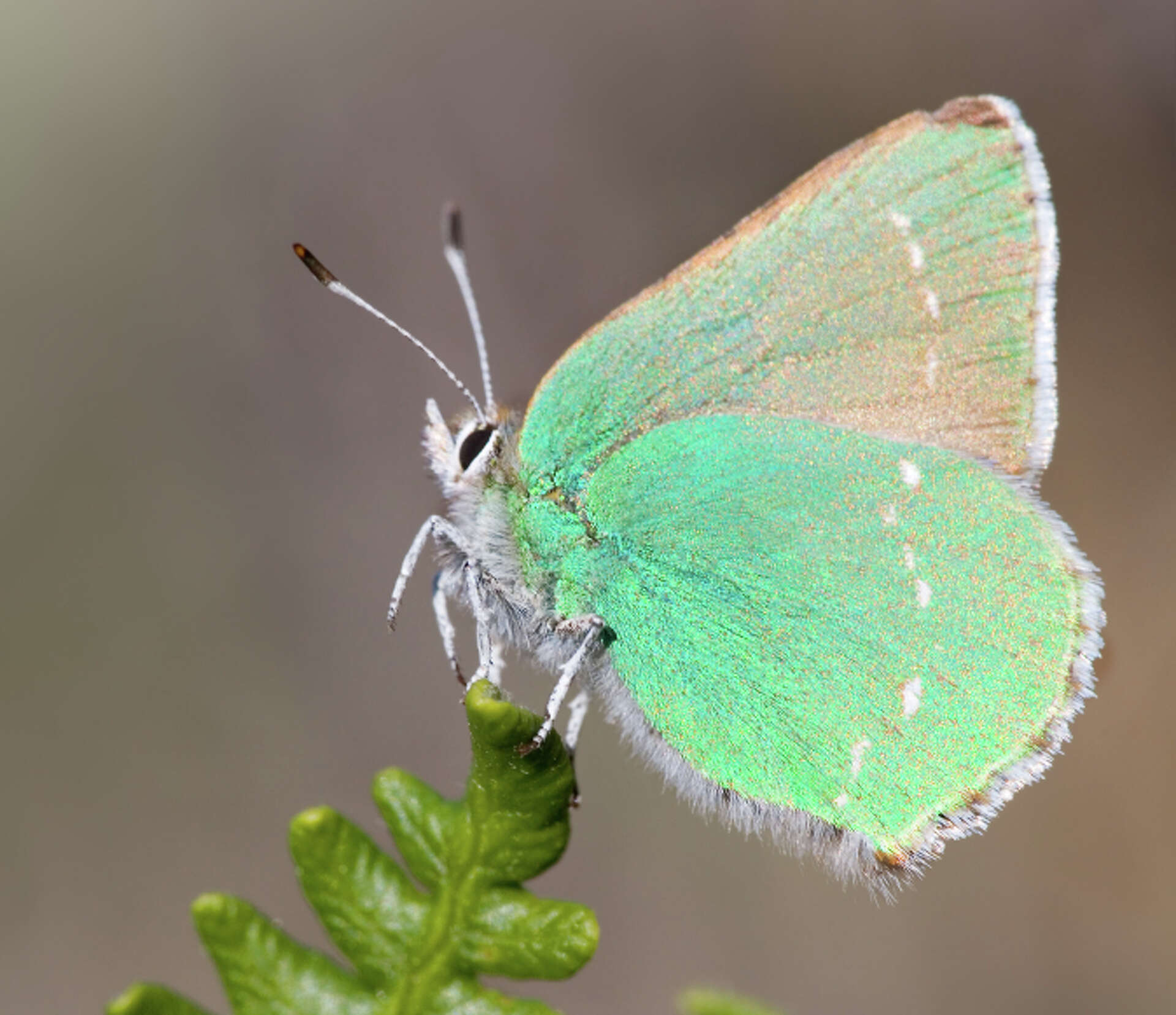 Humans play matchmaker to restore butterfly habitat in S.F.