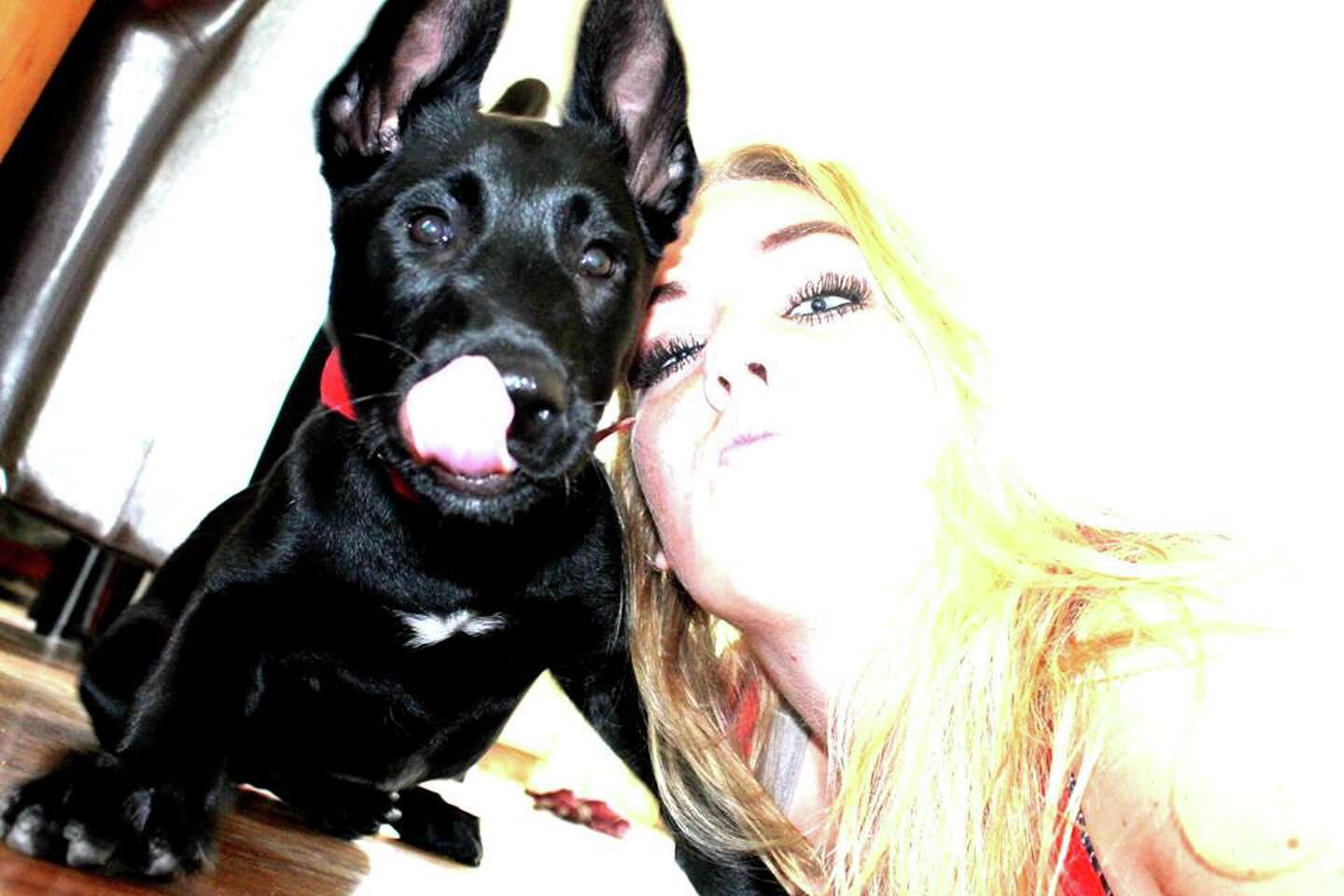 Dog that went missing in the Netherlands turns up in Houston