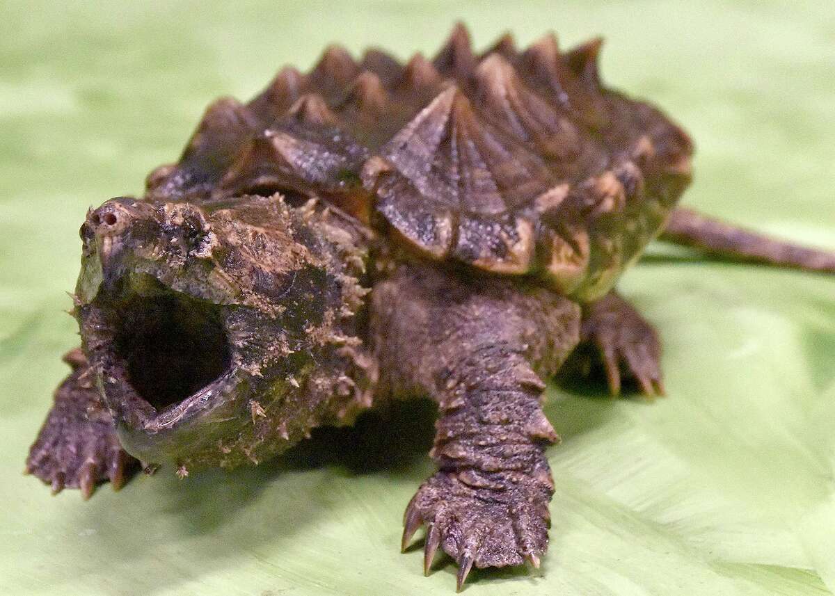 Dolphin snatches iPad of woman taking its photo at SeaWorld