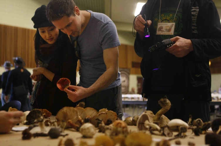 Mushrooms taking center stage