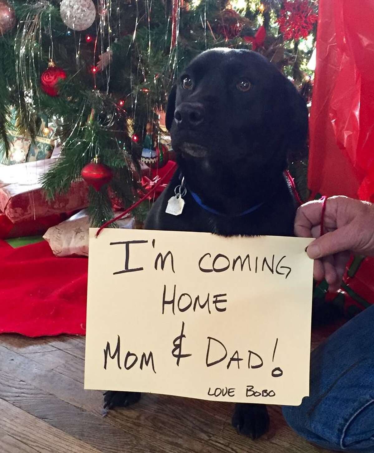 Lost in New Mexico, Bobo finally comes home