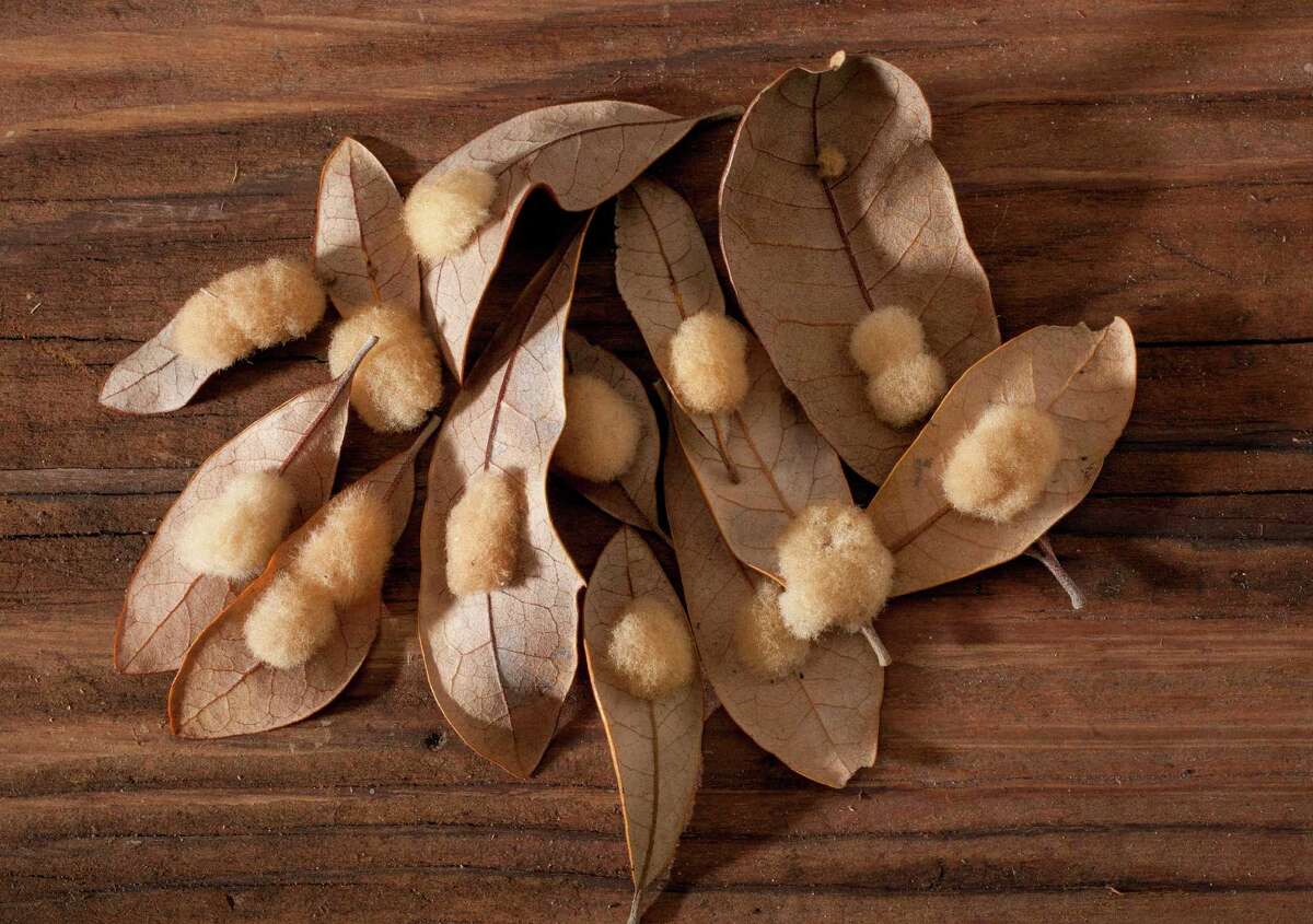 Huber: Fuzzy galls on oak leaves no cause for alarm