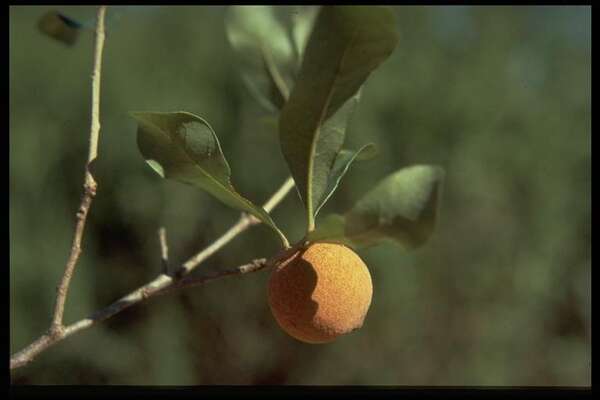 Huber: Fuzzy galls on oak leaves no cause for alarm - HoustonChronicle.com