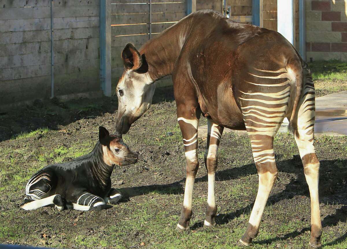 Houston Zoo's rare baby okapi is super cute half-giraffe, half-zebra