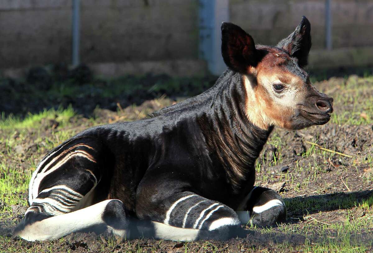 Houston Zoo's rare baby okapi is super cute half-giraffe, half-zebra