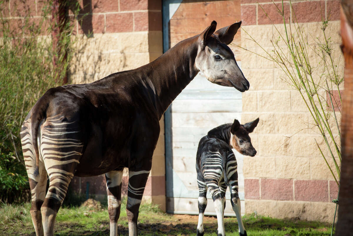 Baby giraffe born at the Houston Zoo