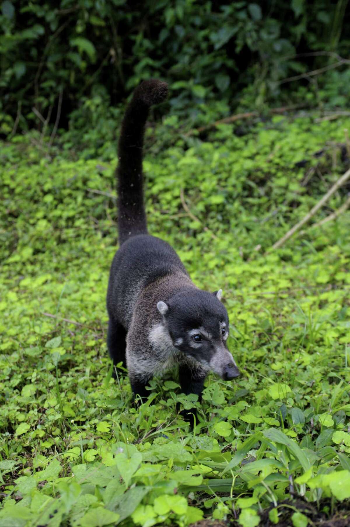 It’s a raccoon… It’s a monkey… It’s the wily coatimundi