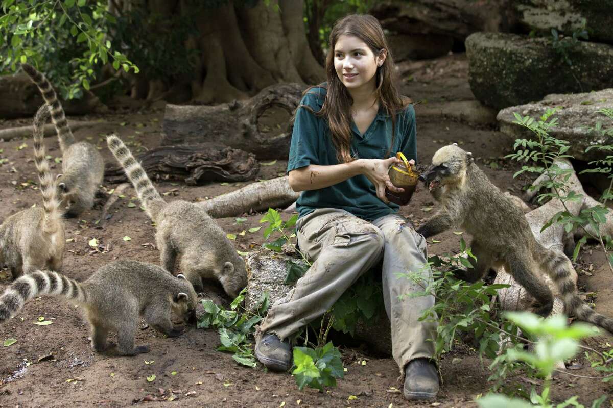 It’s a raccoon… It’s a monkey… It’s the wily coatimundi