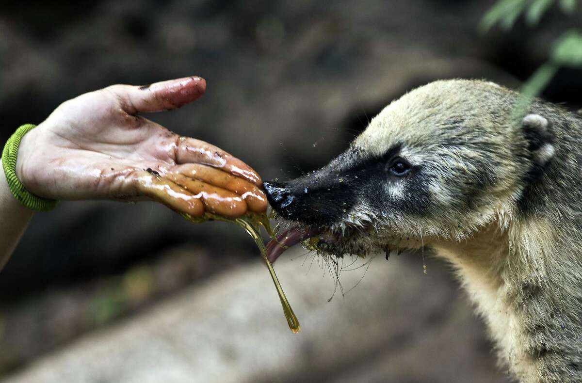 It’s a raccoon… It’s a monkey… It’s the wily coatimundi