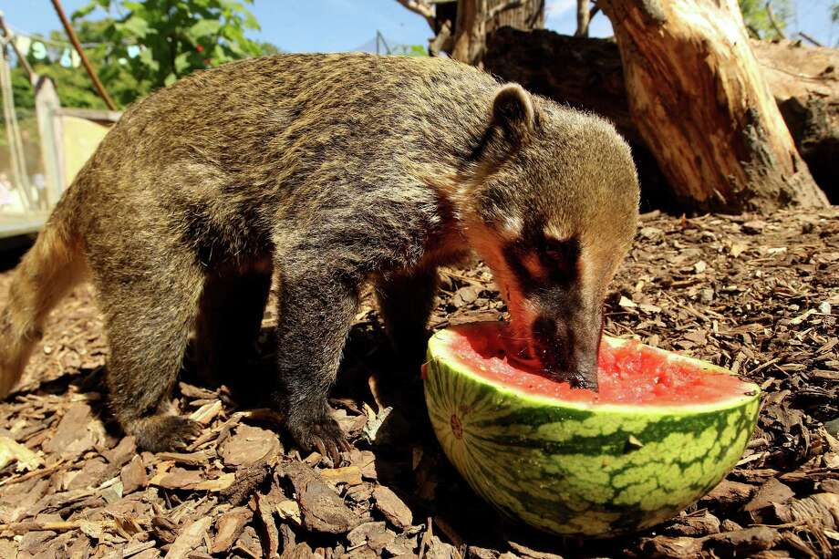 It’s a raccoon… It’s a monkey… It’s the wily coatimundi - SFGate