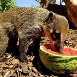 It’s a raccoon… It’s a monkey… It’s the wily coatimundi - SFGate