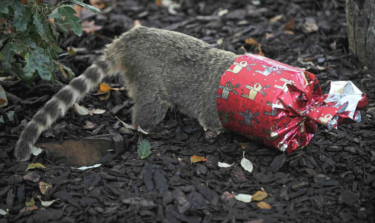 It’s a raccoon… It’s a monkey… It’s the wily coatimundi