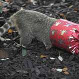 It’s a raccoon… It’s a monkey… It’s the wily coatimundi - SFGate