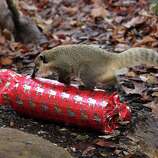 It’s a raccoon… It’s a monkey… It’s the wily coatimundi - SFGate