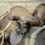 It’s a raccoon… It’s a monkey… It’s the wily coatimundi - SFGate