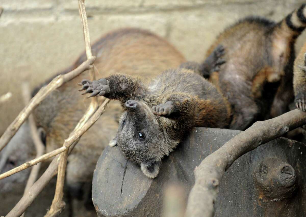 It’s a raccoon… It’s a monkey… It’s the wily coatimundi
