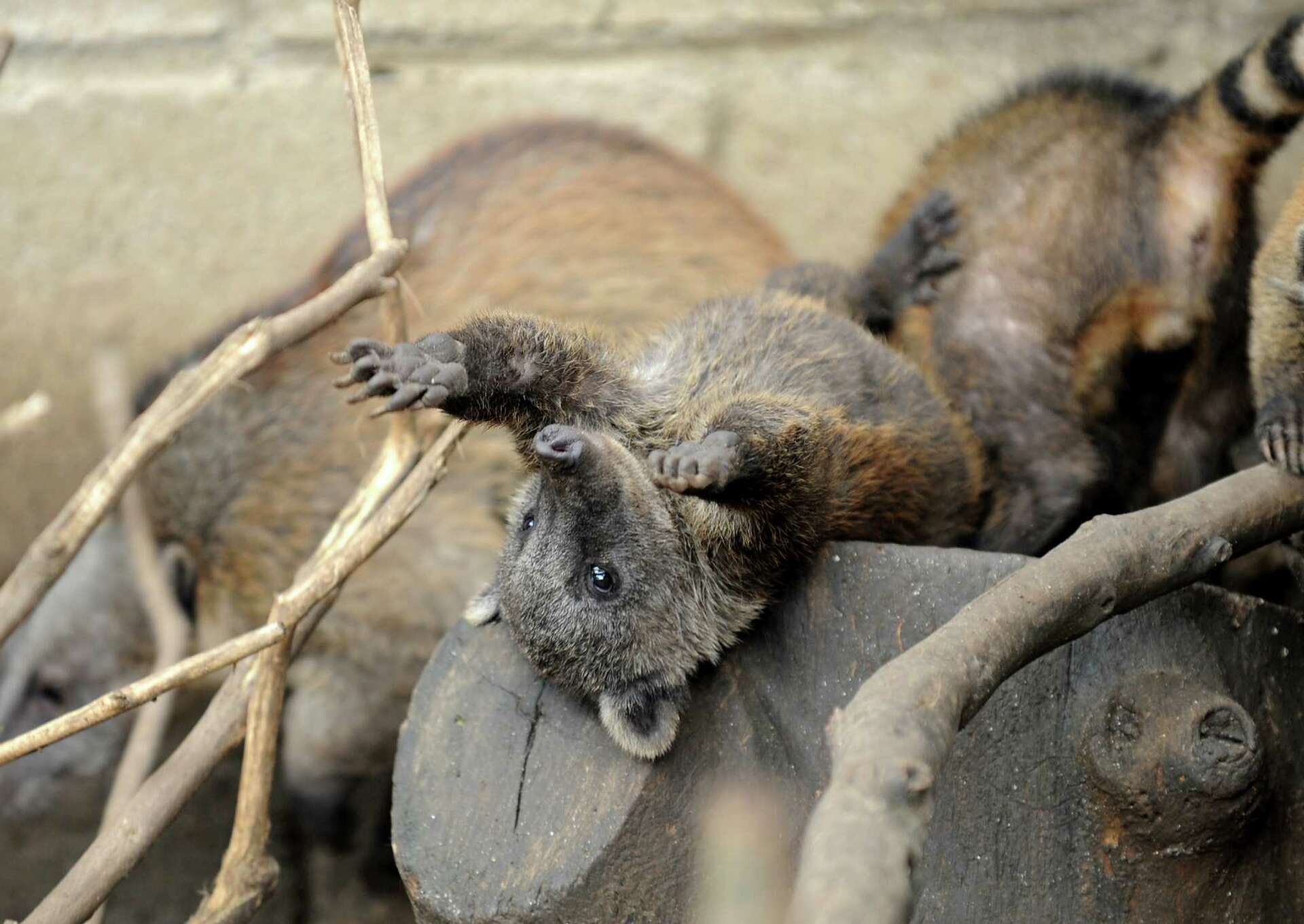 It’s a raccoon… It’s a monkey… It’s the wily coatimundi