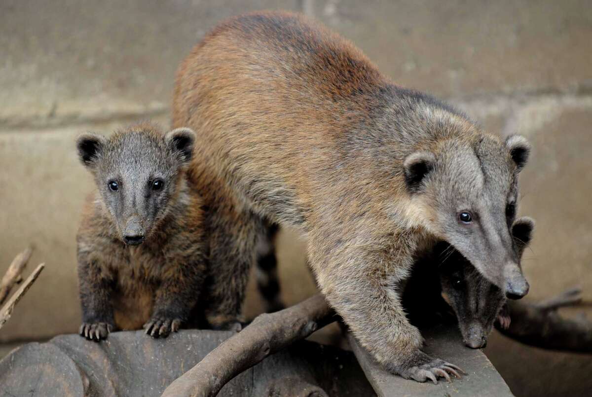 It’s a raccoon… It’s a monkey… It’s the wily coatimundi
