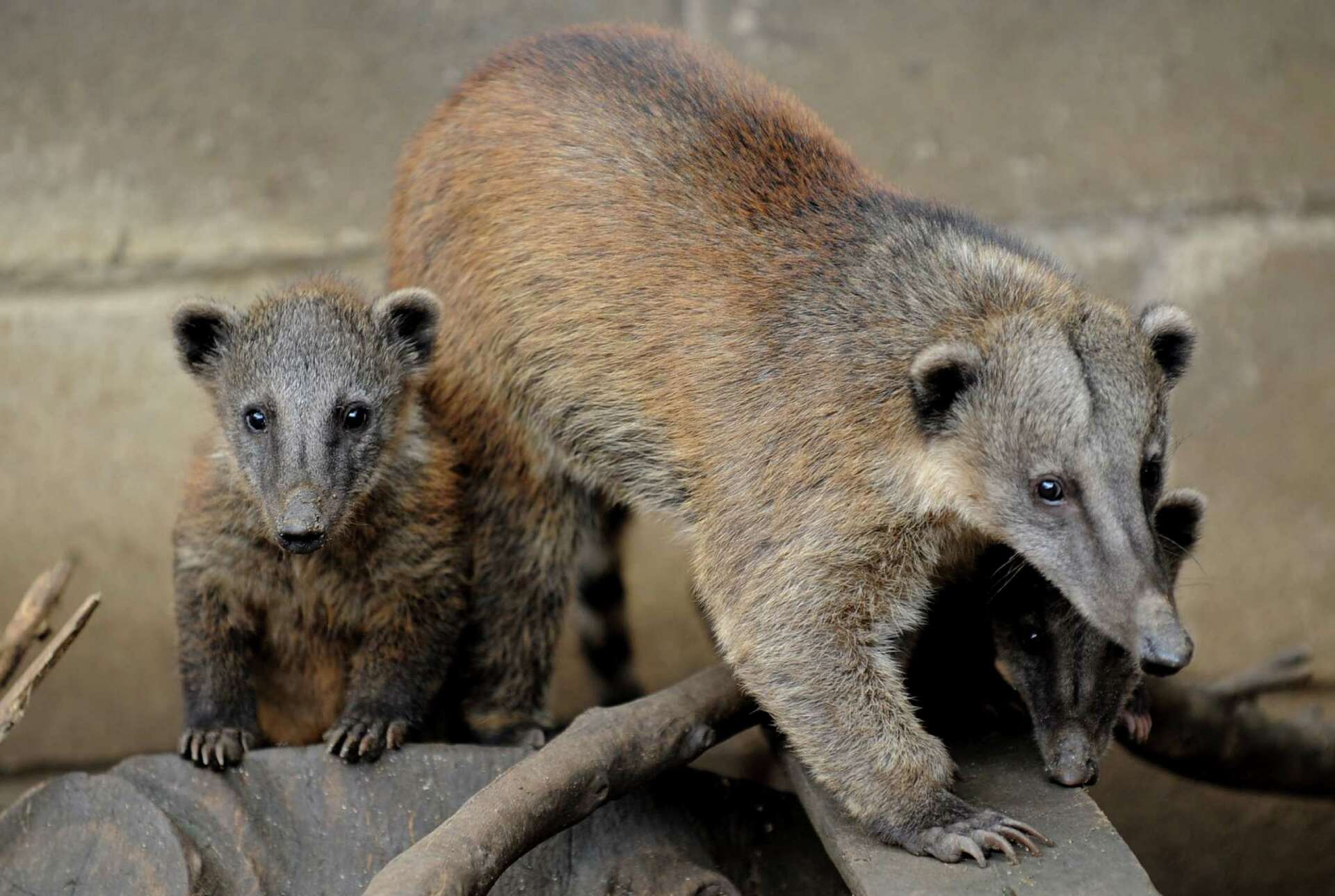 It’s a raccoon… It’s a monkey… It’s the wily coatimundi