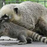 It’s a raccoon… It’s a monkey… It’s the wily coatimundi - SFGate