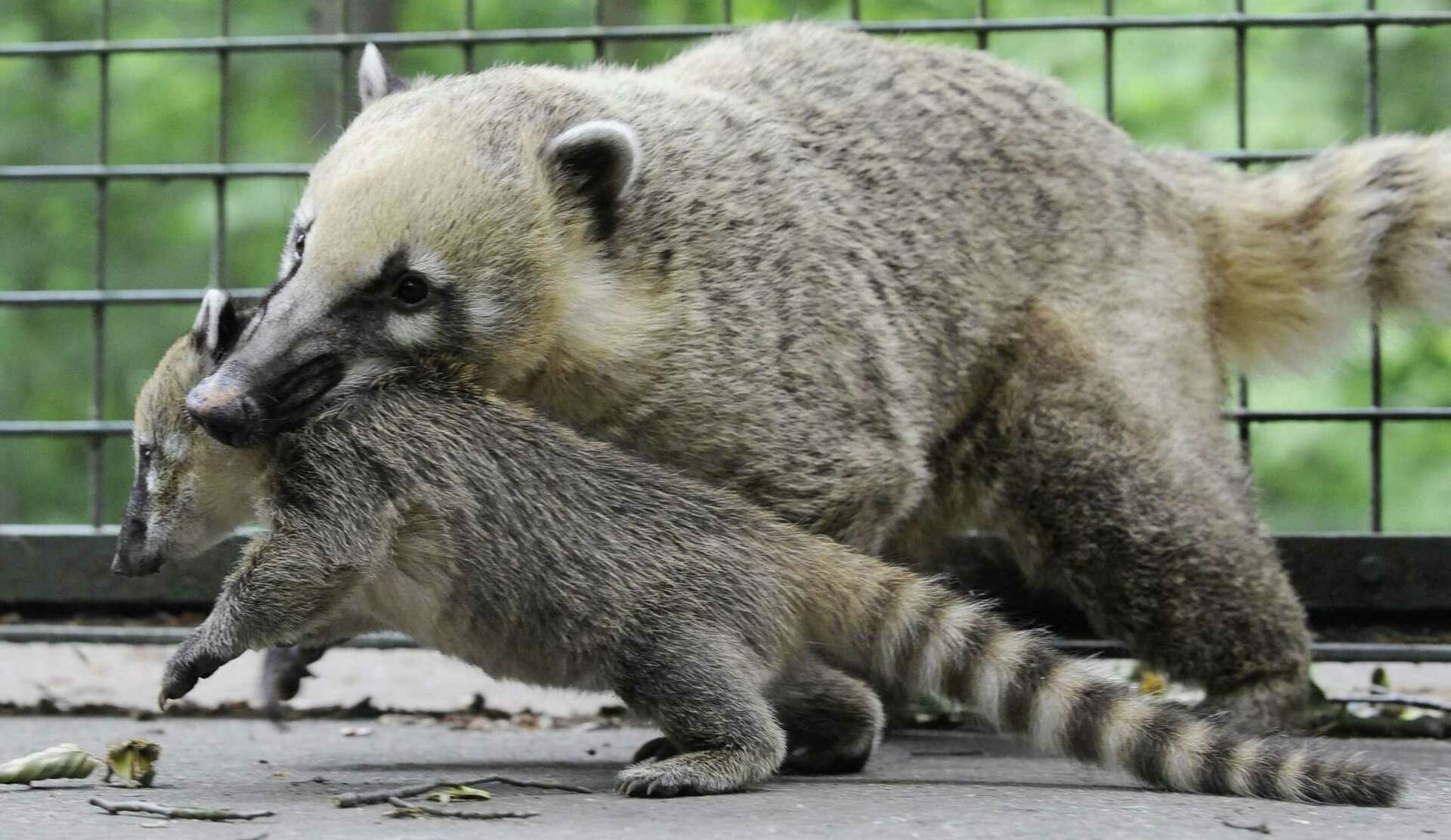 It’s a raccoon… It’s a monkey… It’s the wily coatimundi