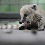 It’s a raccoon… It’s a monkey… It’s the wily coatimundi - SFGate