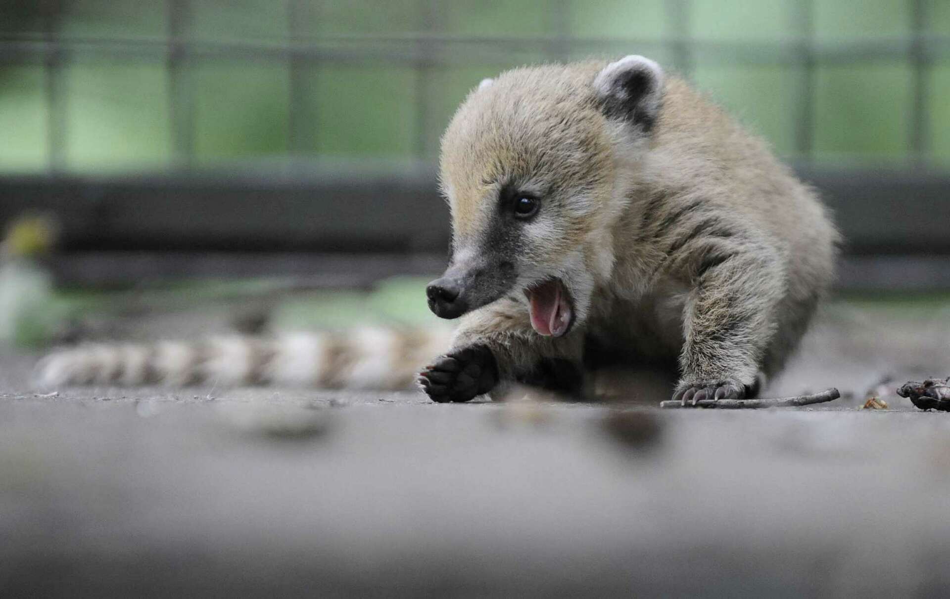 It’s a raccoon… It’s a monkey… It’s the wily coatimundi