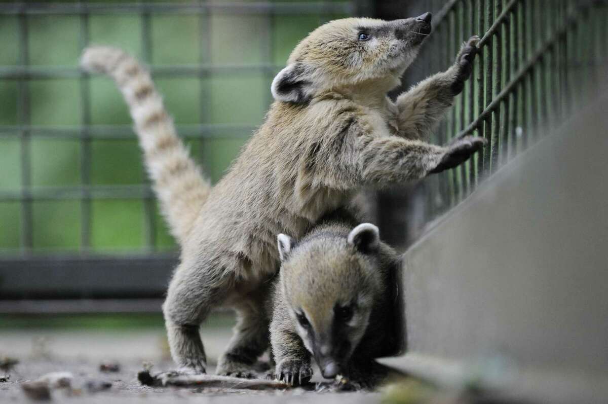 It’s a raccoon… It’s a monkey… It’s the wily coatimundi