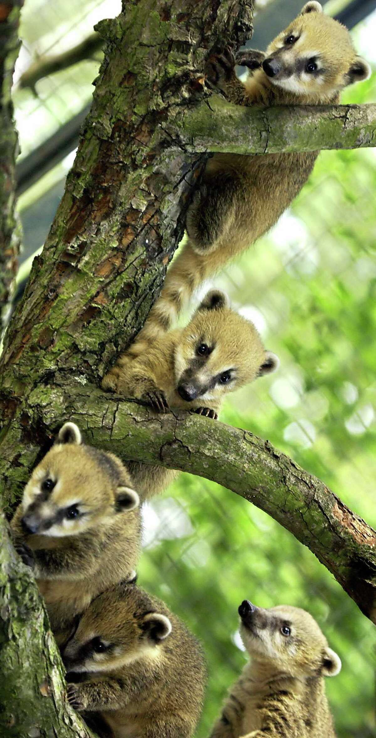 It’s a raccoon… It’s a monkey… It’s the wily coatimundi