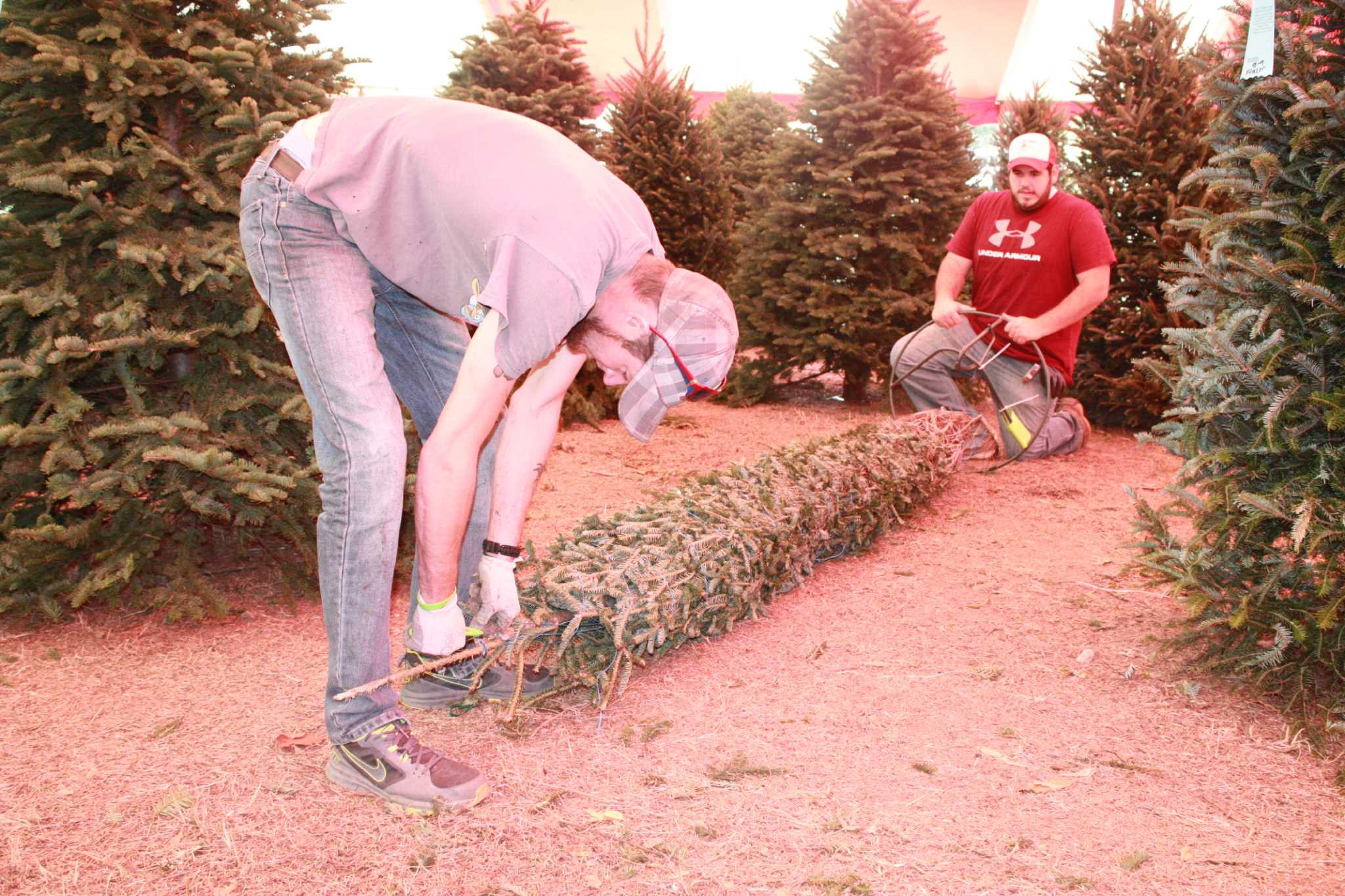 The path of a Christmas tree