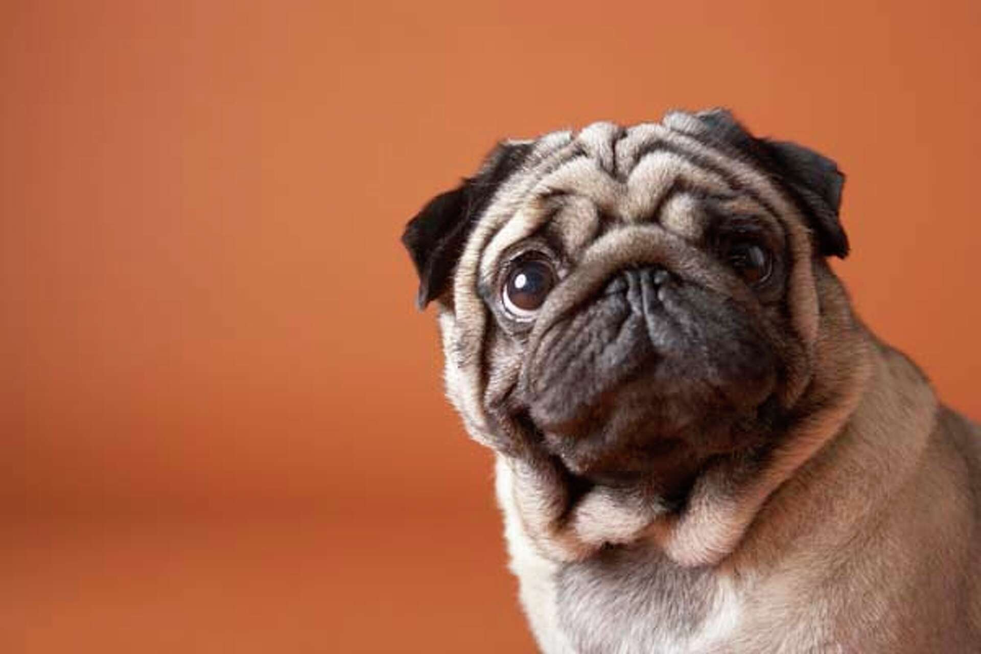 25 tiniest dogs and their personalities