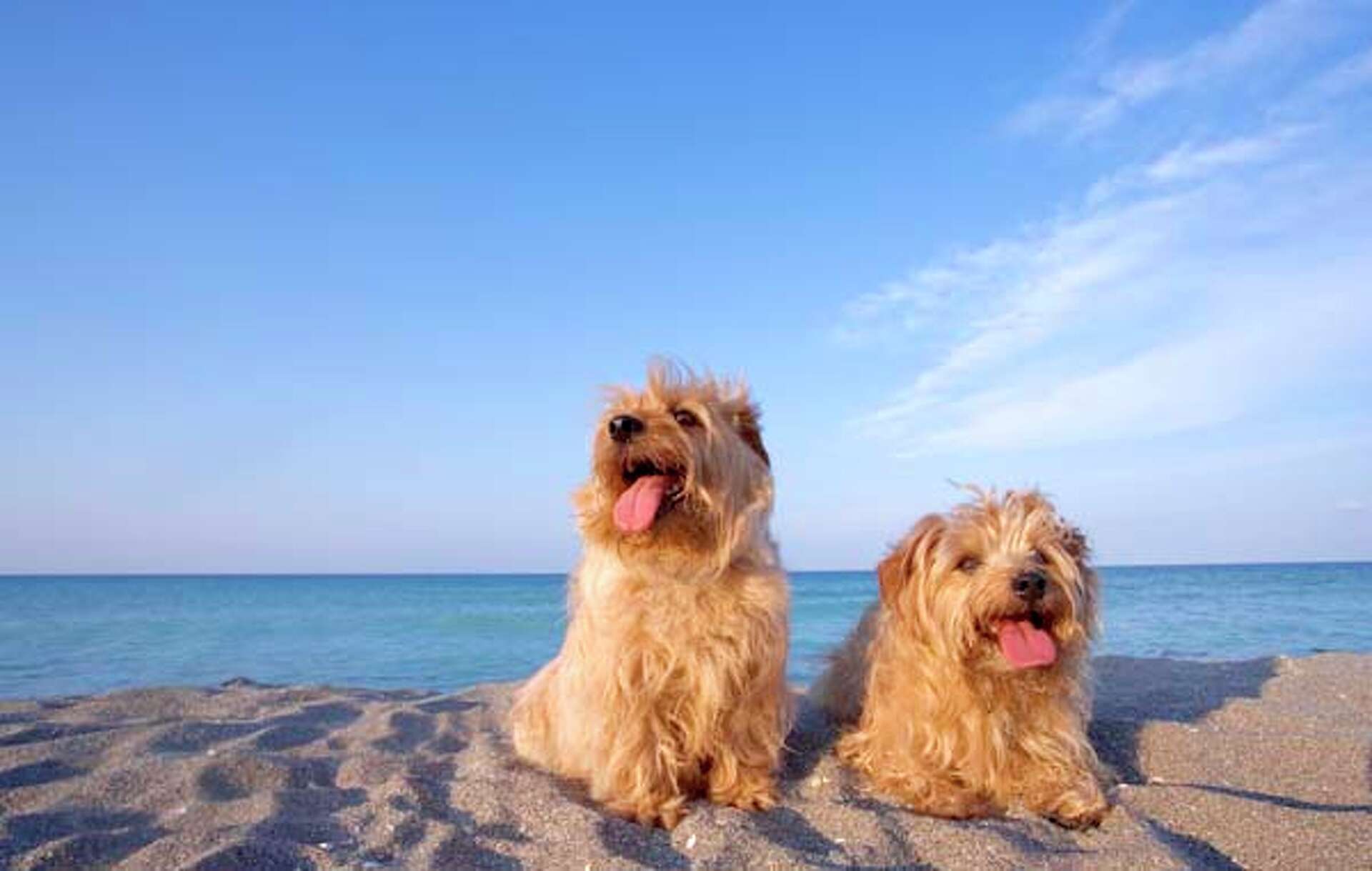 25 tiniest dogs and their personalities