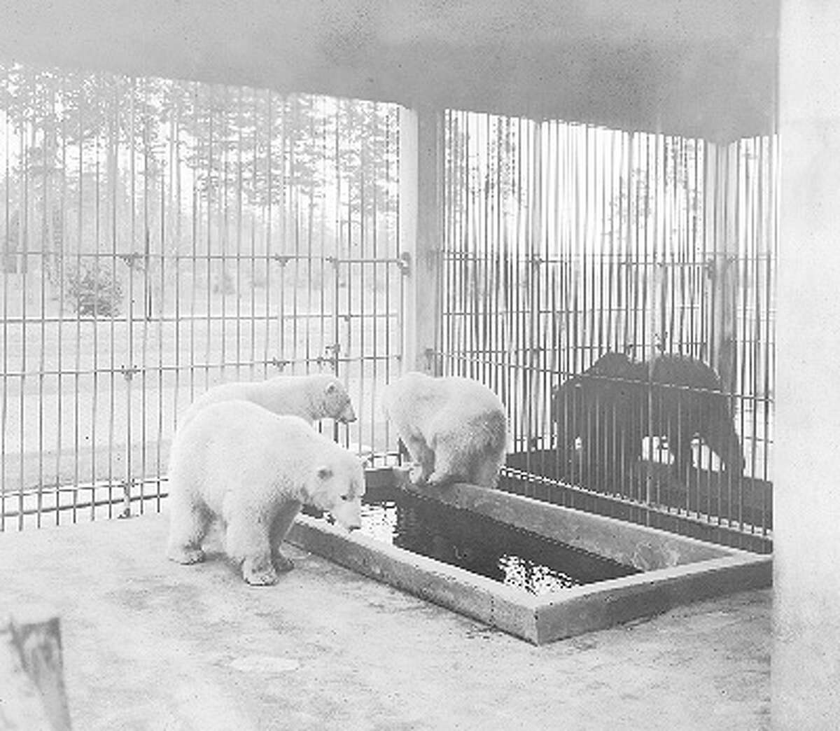 Woodland Park Zoo: The early years