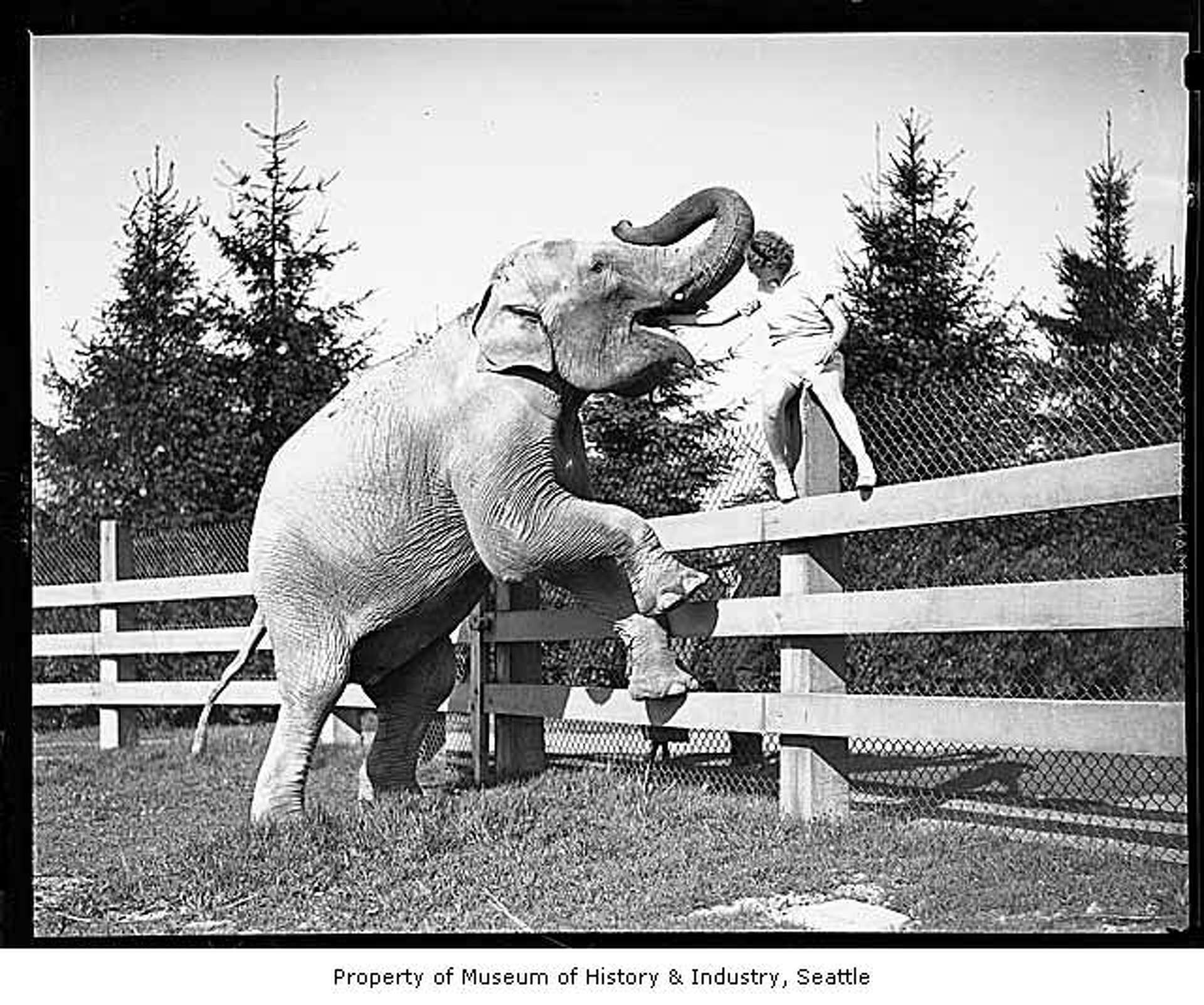 110 years ago: Elephant escapes, runs wild through amusement park in ...