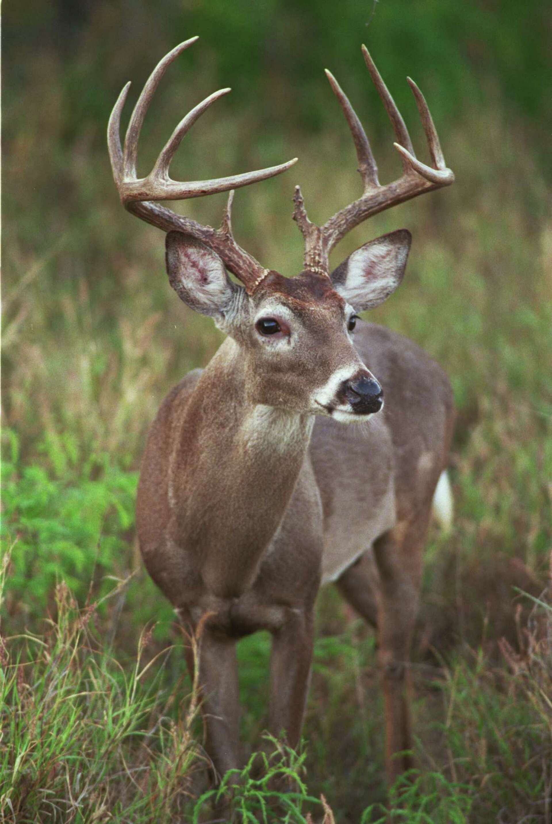 U.S. hunters killing older deer, but Texas bucks the trend