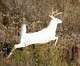 Rare deer face uncertain fate